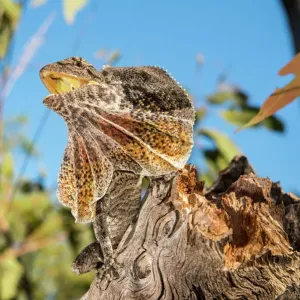 Frilled Lizard Kakadu National Park Northern Territory