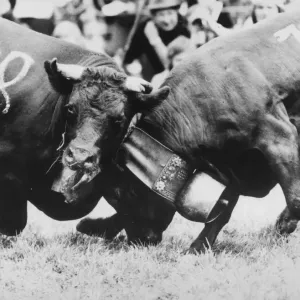 Old bull fighting posters for sale at the Bull Ring