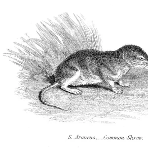 Illustration of family American Pygmy Shrews Our beautiful Wall Art and ...