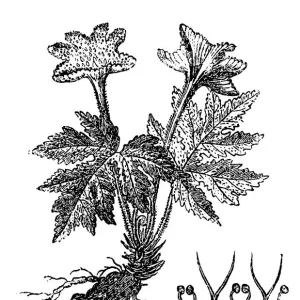 Acacia penninervis, commonly known as hickory wattle