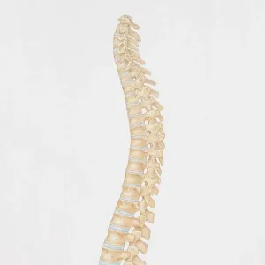 Diagram of a human thoracic vertebrae including Our beautiful Wall Art ...