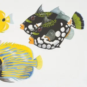 Digital illustration of Clown Triggerfish Our beautiful Wall Art and ...