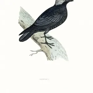 Jackdaw (Corvus monedula), adult Our beautiful Wall Art and Photo Gifts ...