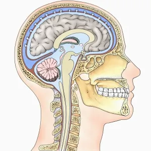 Cross section illustration of human brain showing limbic #13545103
