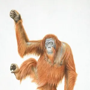 Bornean Orangutan -Pongo pygmaeus-, Tanjung Puting National