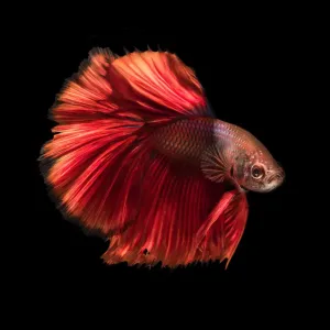 Jigsaw Puzzle of Siamese Fighter Fish Red form male Full display