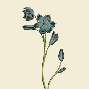 Victorian Botanical Illustration: Cranesbill and Geranium