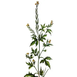 Bacillus subtilis, known also as the hay bacillus or grass