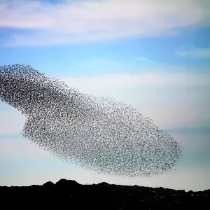 Photographic Print of Groep of Common Starlings in flight