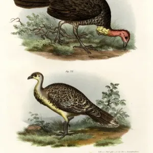 Megapodes (Game Birds, Birds, Animals) Collection Our beautiful Wall ...