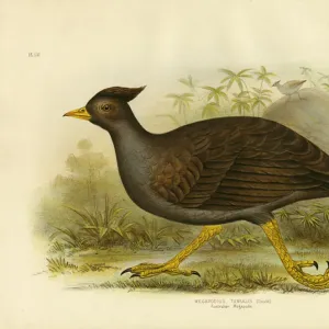 Megapodes (Game Birds, Birds, Animals) Collection Our beautiful ...