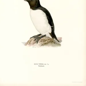 Cushion of Breeding plumage Razorbill, Alca torda