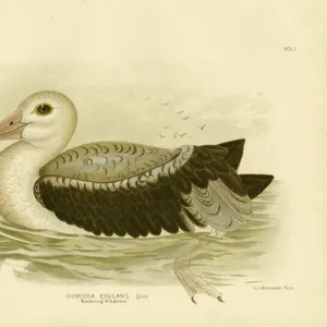 Illustration of Southern Fulmar (Fulmarus glacialoides)