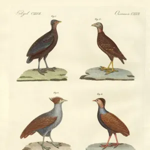 Megapodes (Game Birds, Birds, Animals) Collection Our beautiful Wall ...