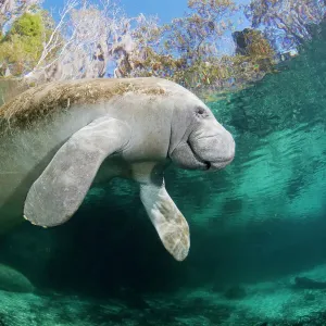 Photo Mug of Florida / West Indian Manatee toe nails visible