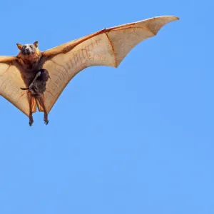Little Red Flying-Fox adult Little Red Flying-Fox roosts in