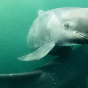 Long-finned Pilot Whale FG 7058 Five dorsal fins showing