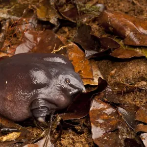North American True Frogs (Frogs, Amphibians)