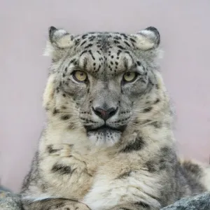 Leopard Ear Jungle Animal 18,300+ Leopard Jungle Stock Photos,