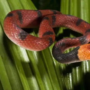 Tree Snake (Snakes, Reptiles, Animals) Collection
