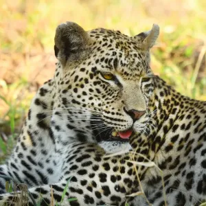 Cushion of Portrait of a Leopard (Panthera pardus)