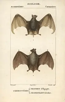 Egyptian Tomb Bat (Emballonuridae) Gallery available as Framed Prints ...
