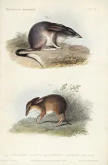 Pig-footed Bandicoot (Chaeropodidae, Mammals)