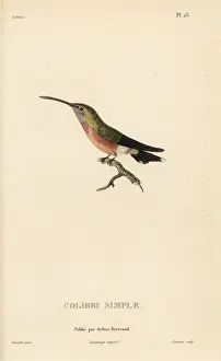 Lucifer Sheartail (Hummingbirds)