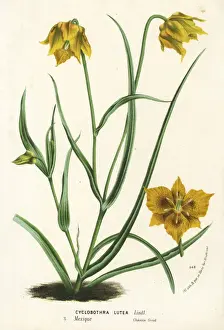 Luteus (Zapodidae, Mammals, Animals) Collection