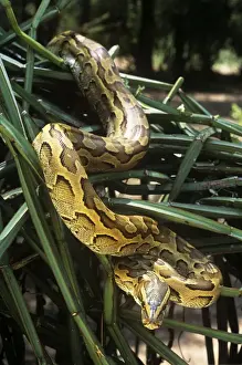 African Rock Python (Python, Snakes, Reptiles)