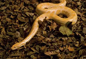 Burmese Python (Python, Snakes)