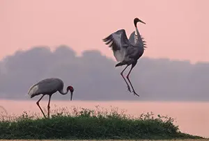 Sarus Crane (Cranes, Gruiformes, Birds, Animals) Collection