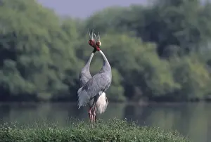 Sarus Crane (Cranes, Gruiformes, Birds, Animals) Collection