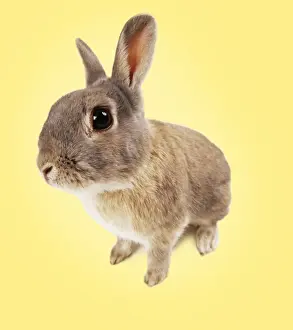 Rabbits Of Spring Backgrounds