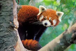 Red Panda Art Prints Collection