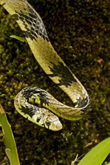 Tiger Rat Snake