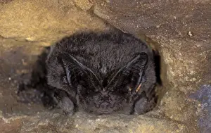 Western Barbastelle (Vespertilionidae, Mammals)