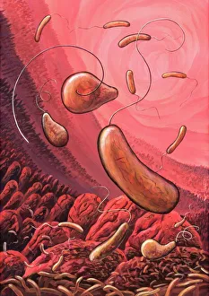 Cholera Collection of Photo Prints and Gifts