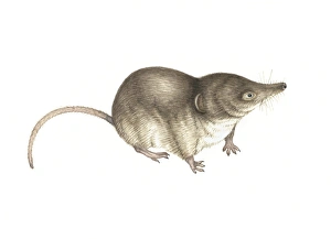 Eurasian Pygmy Shrew (Soricidae, Mammals)