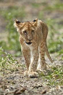 Tanzania Heritage Sites Selous Game Reserve (Tanzania)