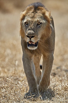 Tanzania Heritage Sites Selous Game Reserve (Tanzania)