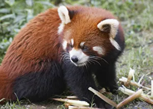 Sichuan Giant Panda Sanctuaries - Wolong