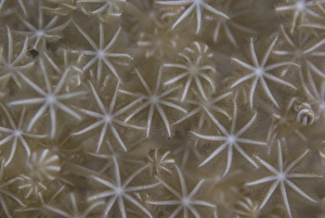 Coral Polyp Collection of Photo Prints and Gifts