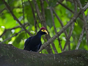 Rosss Turaco (Turacos, Birds, Animals) Collection