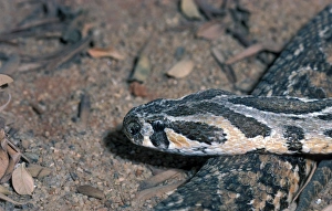 Palestine Viper (Viper, Snakes, Reptiles)