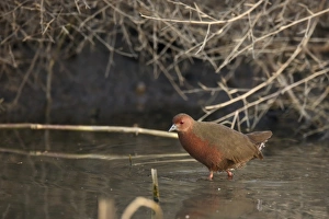Ruddy Crake (Rallidae, Gruiformes, Birds)