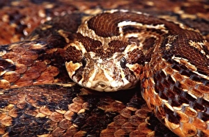 Palestine Viper (Viper, Snakes, Reptiles)