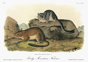 Bushy-tailed Woodrat (Cricetidae, Mammals)