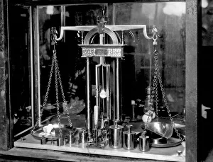 Mining Scale (Hemiptera, Insects, Animals) Collection