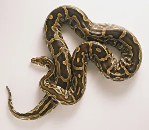 Burmese Python (Python, Snakes)